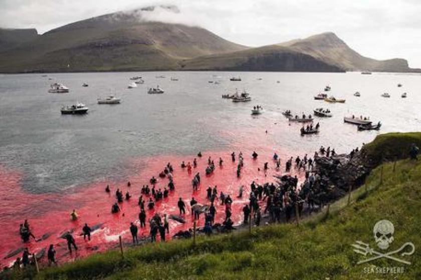 Bild, ennesimo massacro di balene alle Isole Faroe - Saturno Notizie